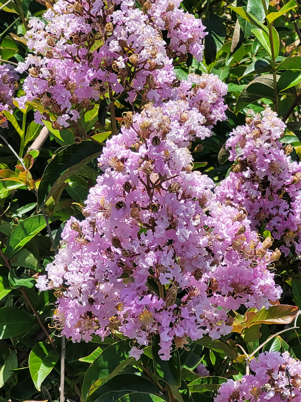 Lagerstroemia indica x fauriei 'Muskogee' (Crepe Myrtle - Light Lavender)