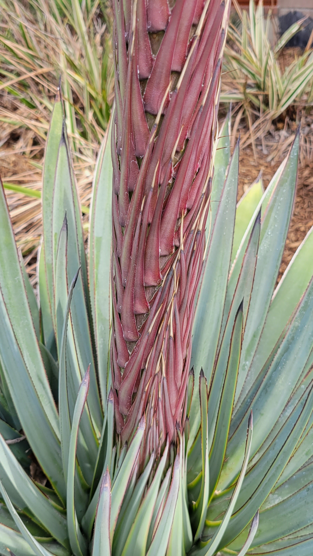 Agave 'Blue Glow' (Blue Glow Agave)