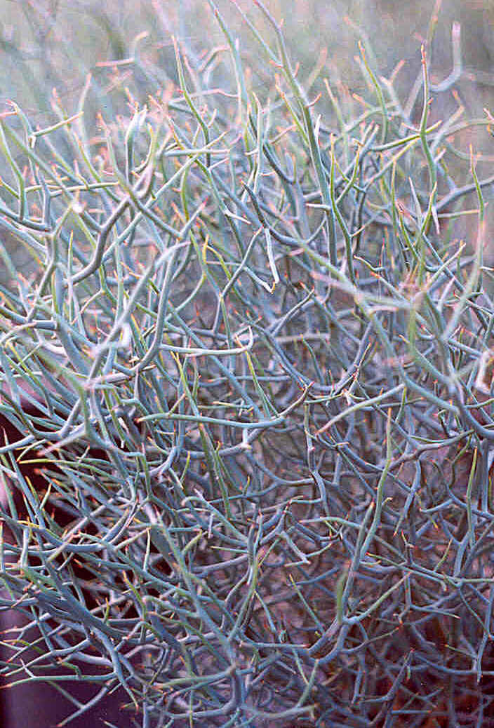 Acacia covenyi (Blue Bush)