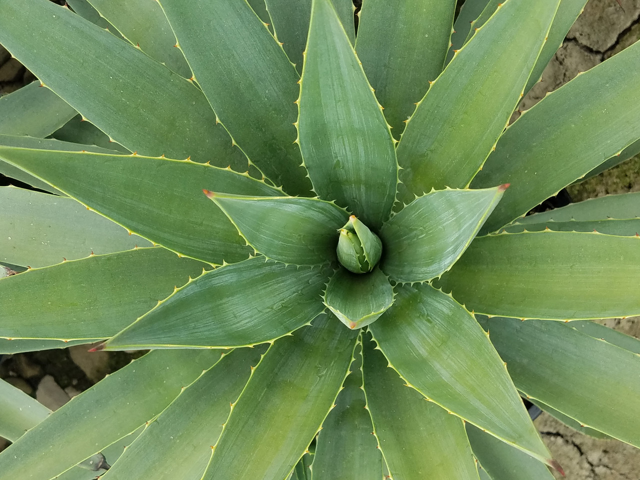 Agave tequilana (Weber's Blue Agave)