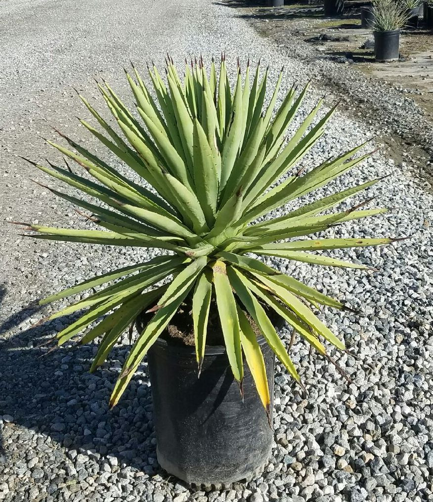 Agave tequilana (Weber's Blue Agave)