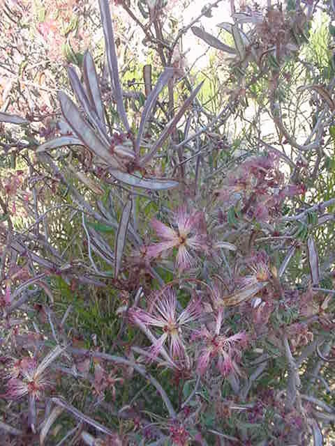 Lonicera hispidula var. vacillans (California Honeysuckle)