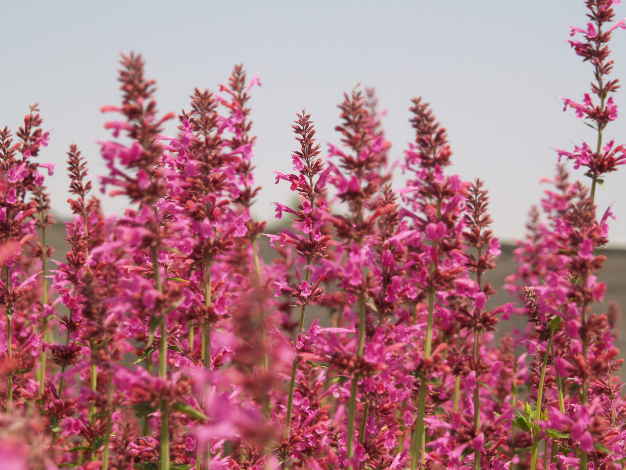 Agastache Summer Love PP20,510 (Hummingbird Mint - Summer Series ...