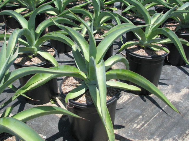 Agave vilmoriniana (Octopus Agave)