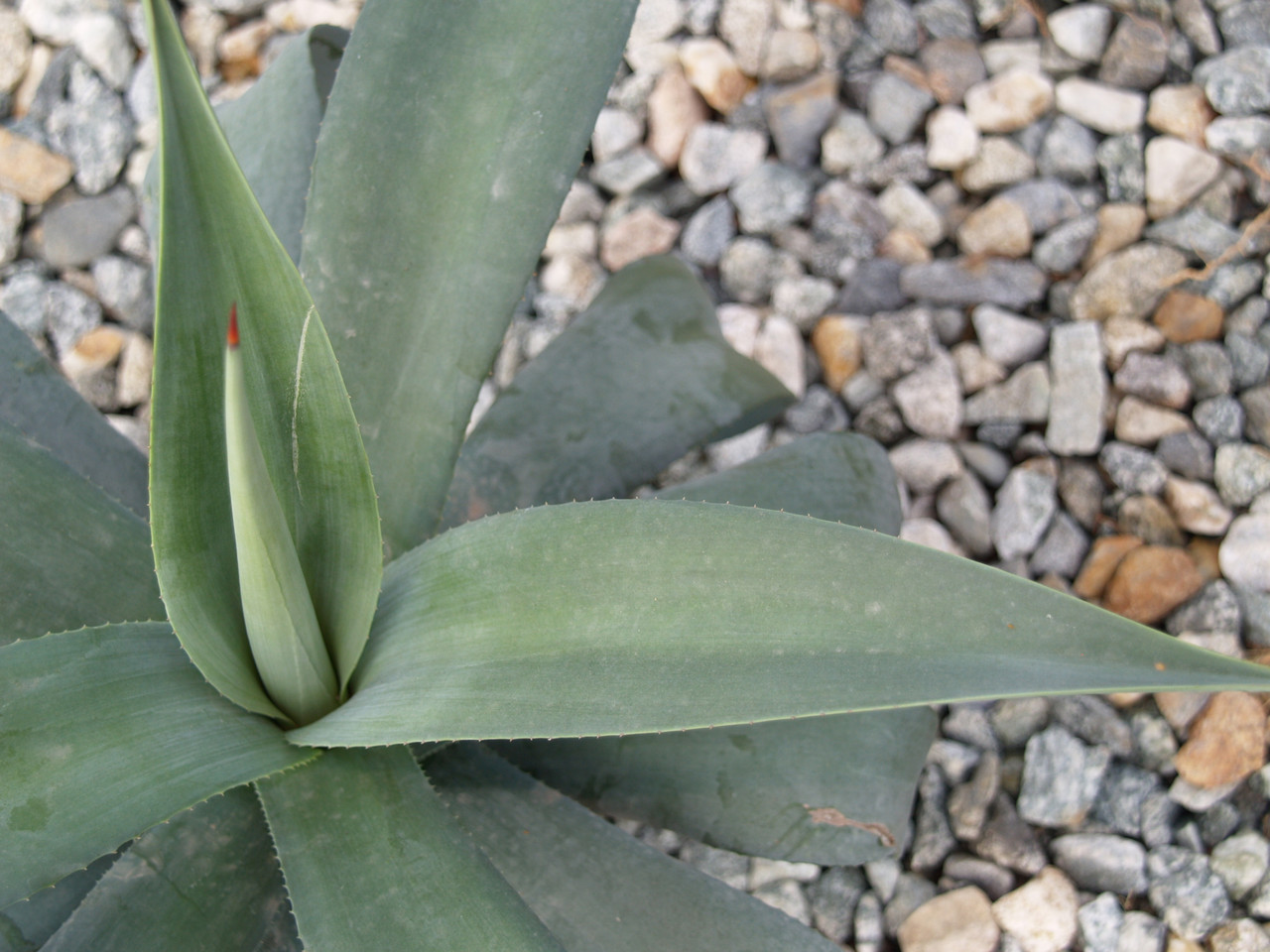 Agave xylonacantha (Saw Leaf Agave)