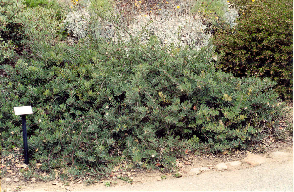 Acacia redolens 'Low Boy' (Prostrate Acacia)