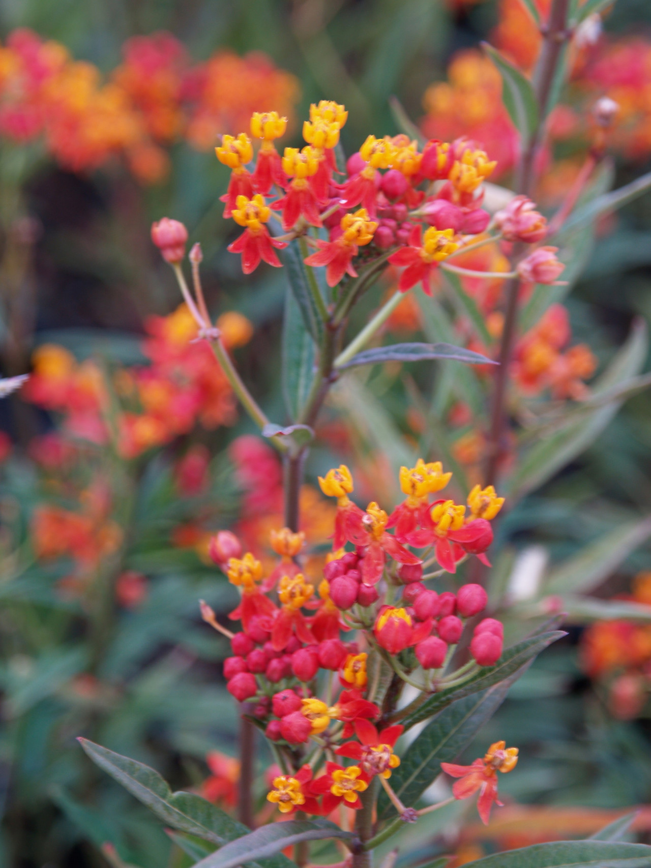 Asclepias curassavica 'Red Butterfly' (Tropical Milkweed - Red)