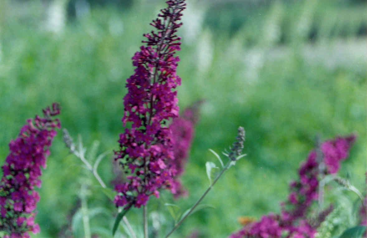 Buddleia 'Buzz™ Lavender' (Dwarf Butterfly Bush)