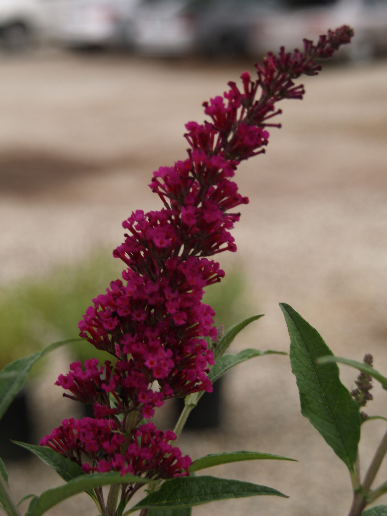 Buddleia 'Buzz™ Velvet' (Dwarf Butterfly Bush)