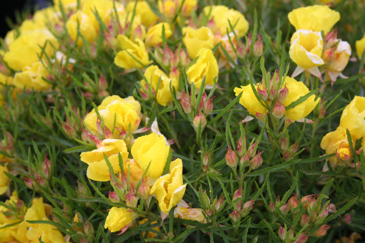 Calylophus drummondii (C. berlandieri) (Sundrops)