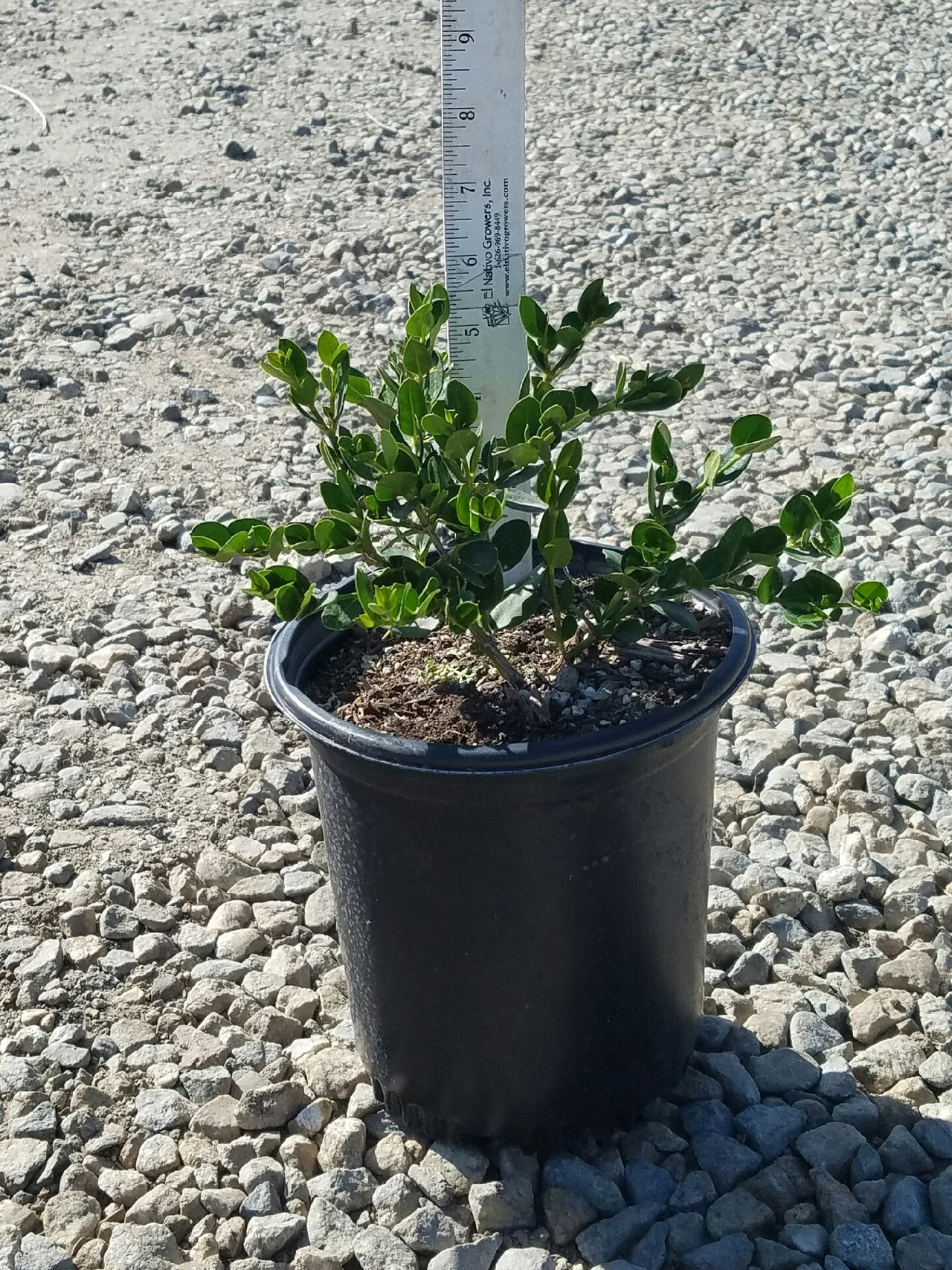 Lessingia filaginifolia ‘Silver Carpet’ (NCN)