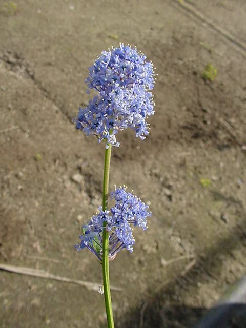Ceanothus 'Frosty Blue' (Wild Lilac Hybrid)