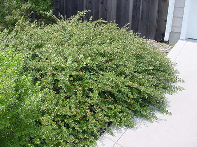 Ceanothus gloriosus (Point Reyes Creeper)