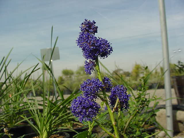 Ceanothus griseus v. horiz. 'Yankee Point' (Wild Lilac Selection)