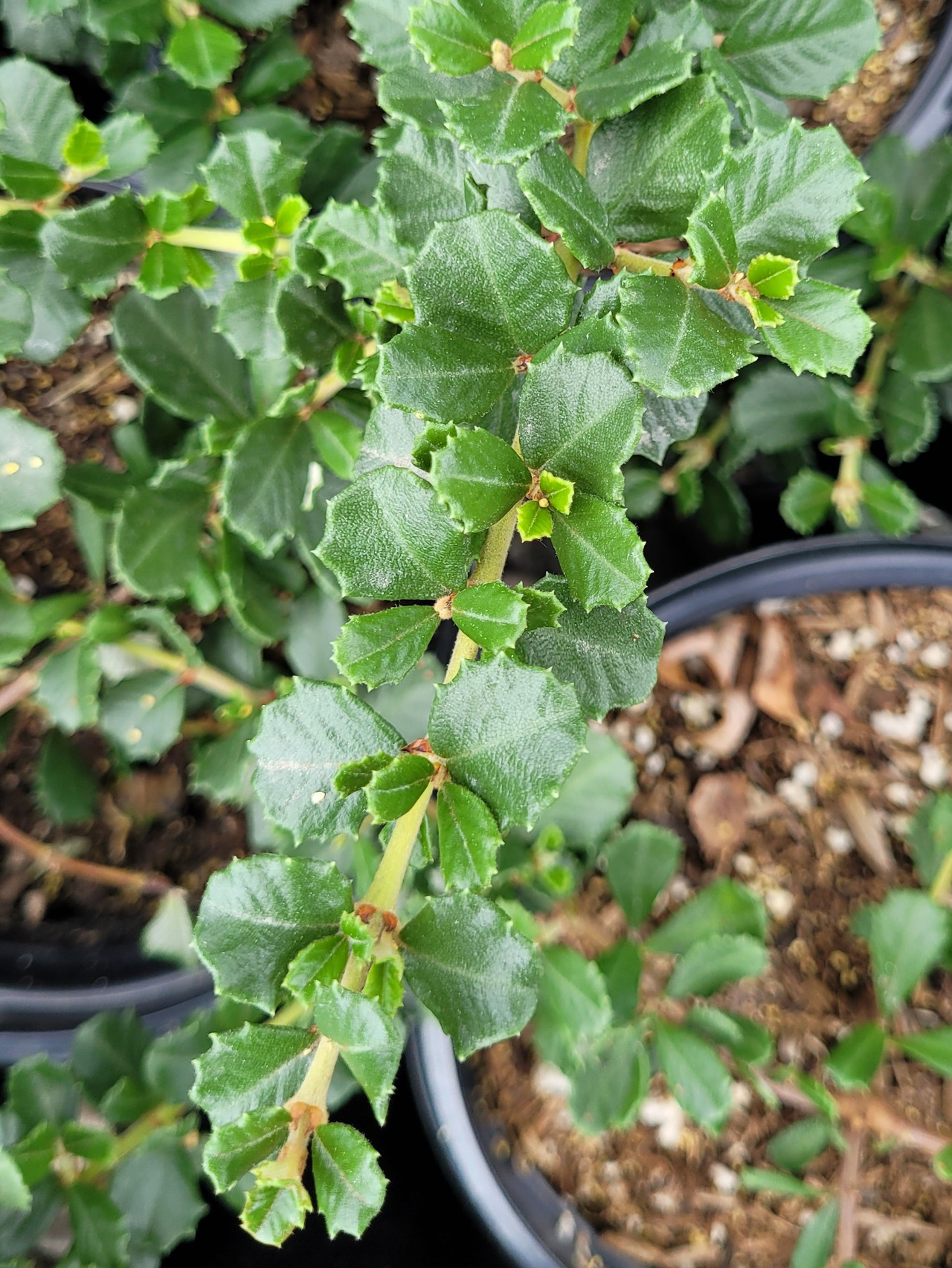 Ceanothus maritimus 'Popcorn' (Wild Lilac Selection)