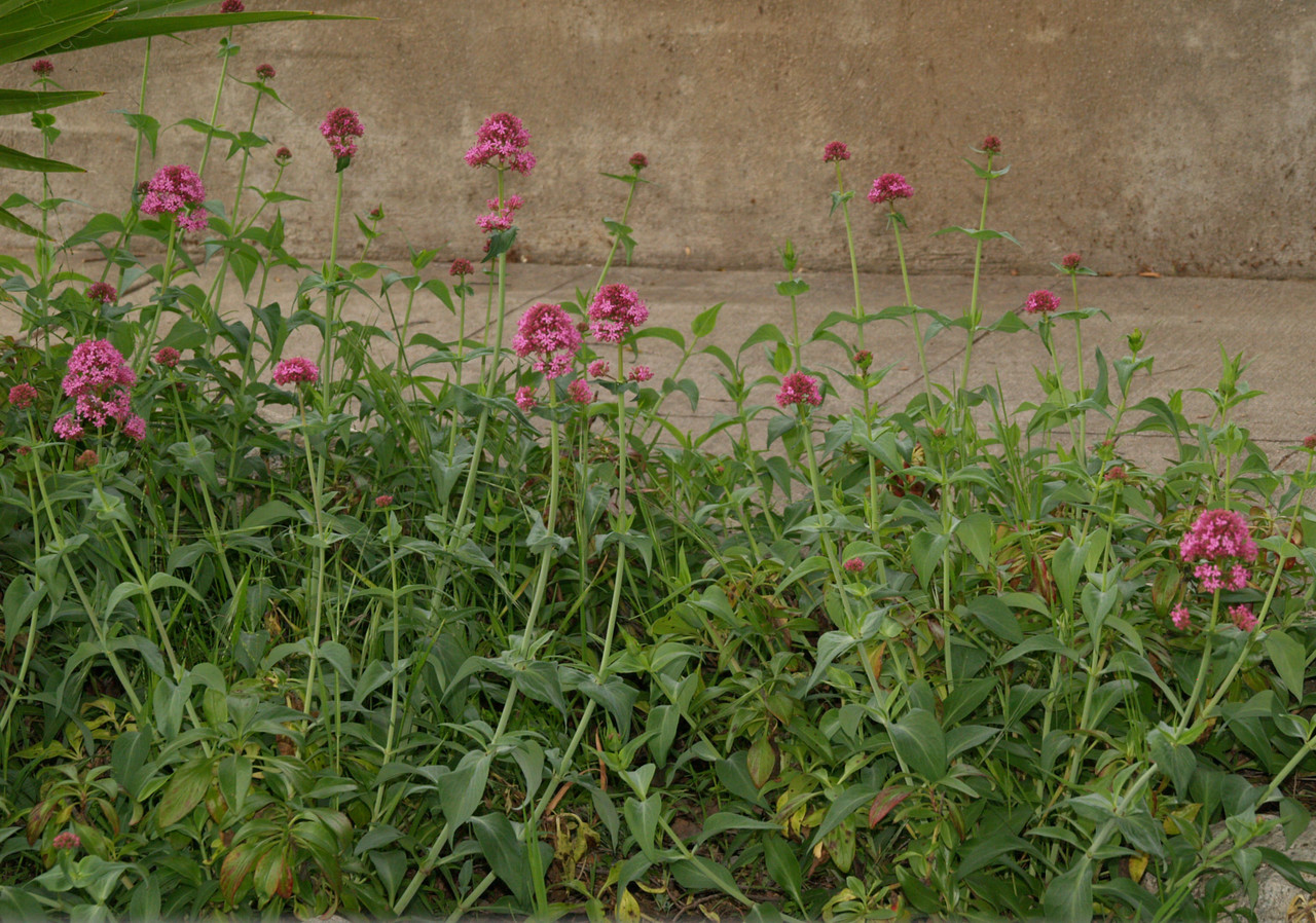 Centranthus ruber (Red Valerian)