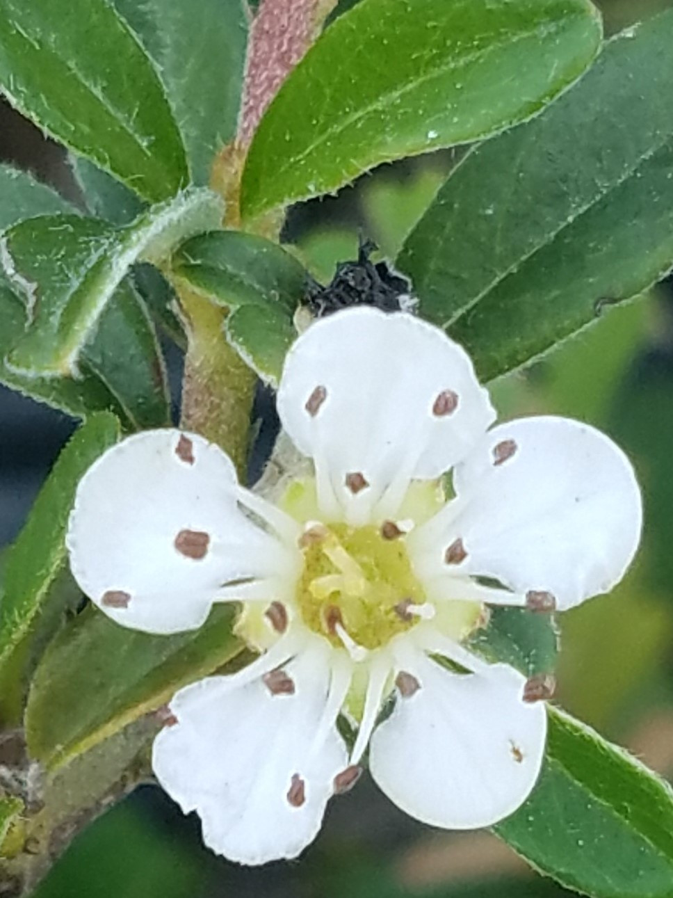 Cotoneaster dammeri 'Lowfast' (Bearberry Cotoneaster Selection)