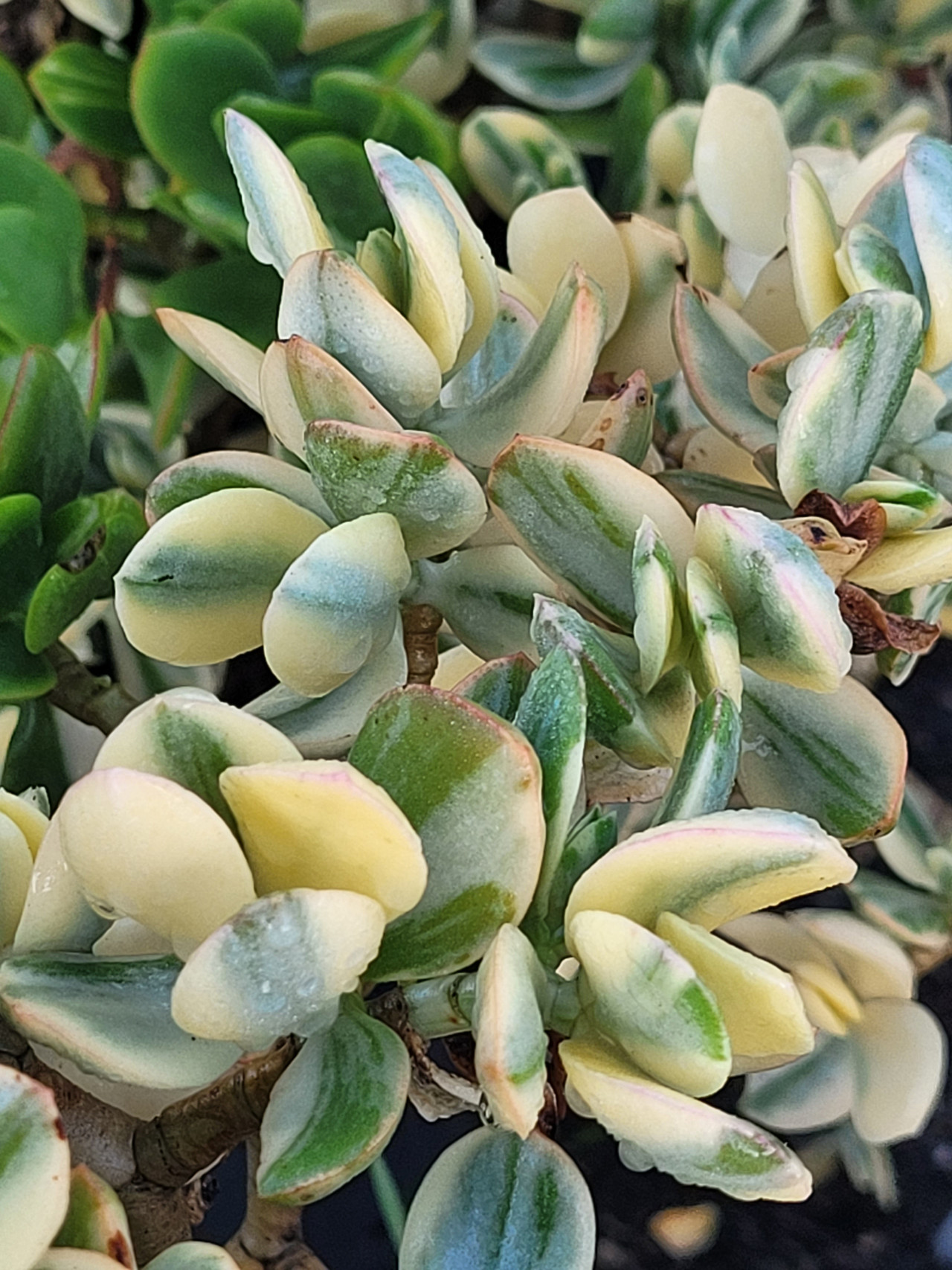 Crassula ovata 'Hummel's Sunset' (Golden Jade Tree)