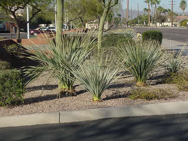 Dasylirion wheeleri (Desert Spoon)