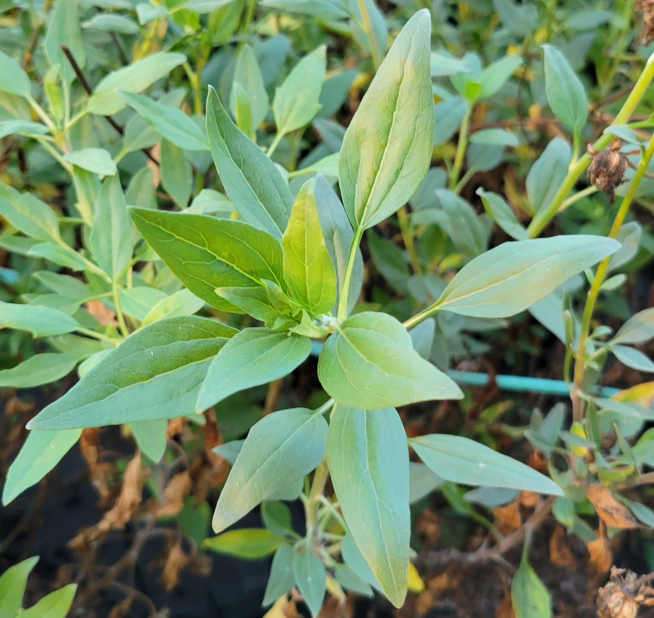 Encelia californica (Coast Sunflower)