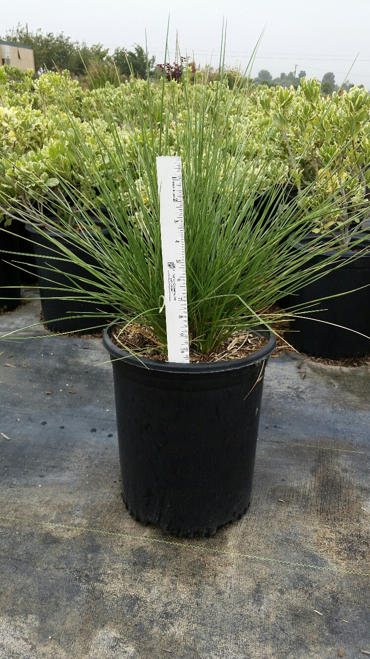 Festuca mairei (Atlas Fescue)