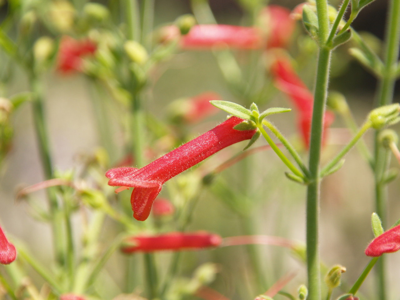 Galvezia juncea (Baja Bush Snapdragon)
