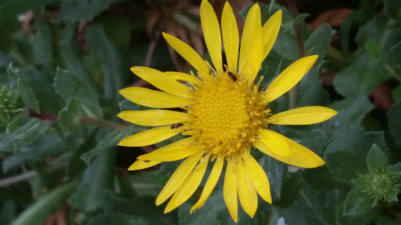Grindelia stricta ssp. venulosa (Gum Plant)