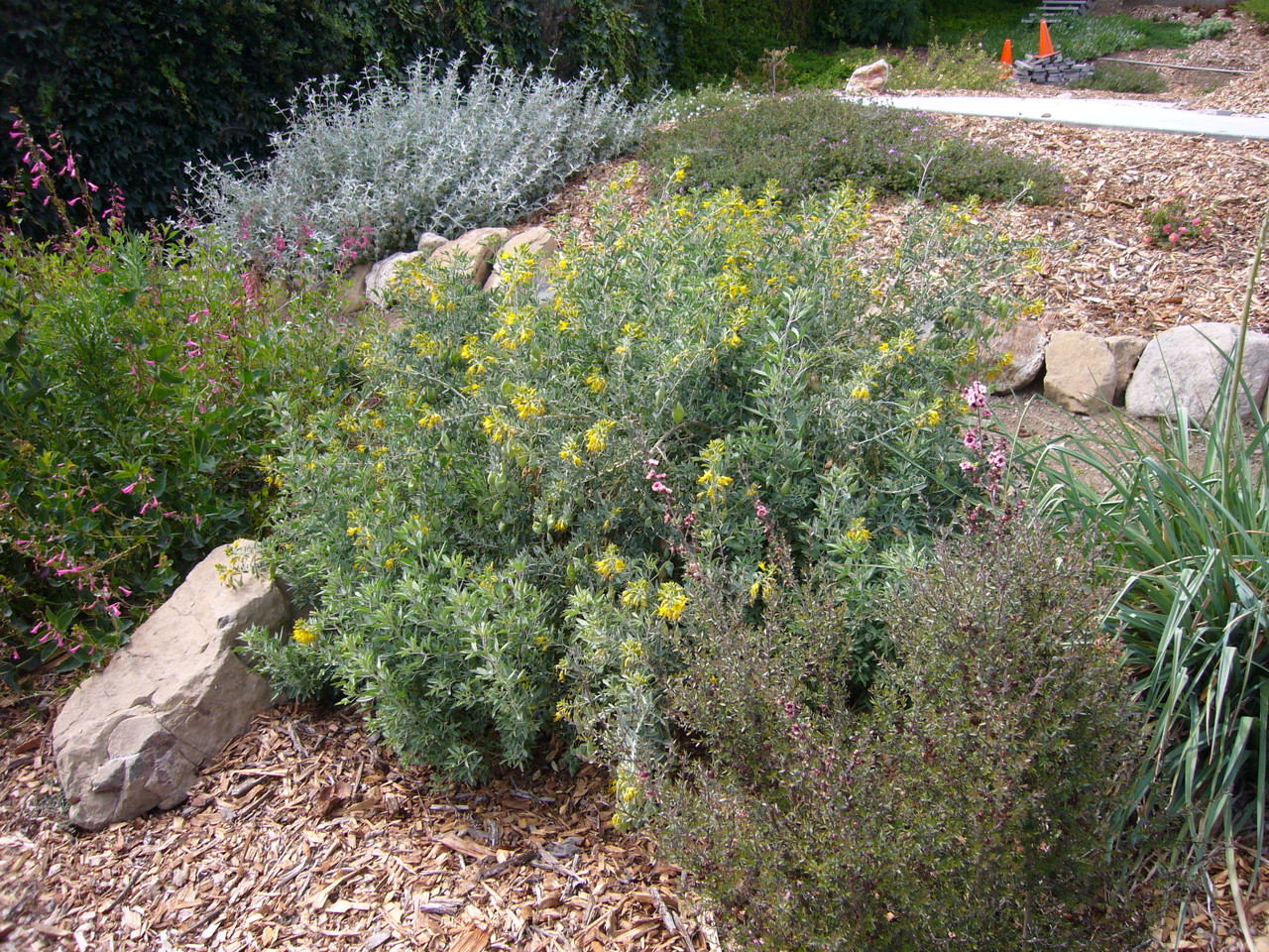 Isomeris arborea (Cleome isomeris) (Bladderpod)