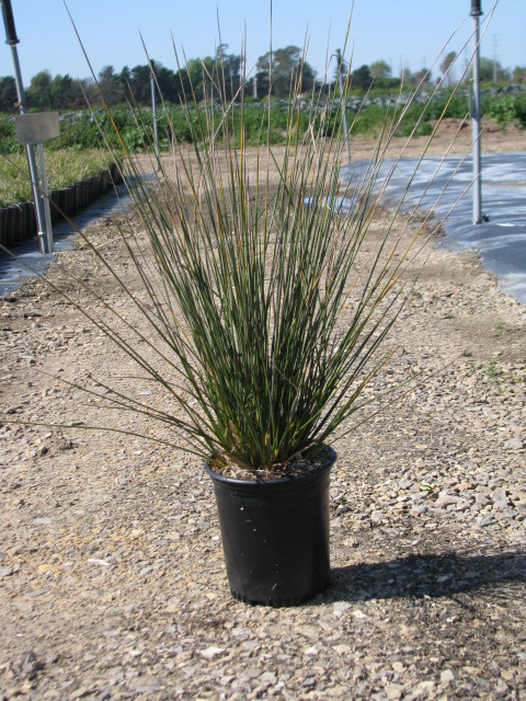 Juncus Acutus Juncus Acutus Plant Biodiversity Of South Western
