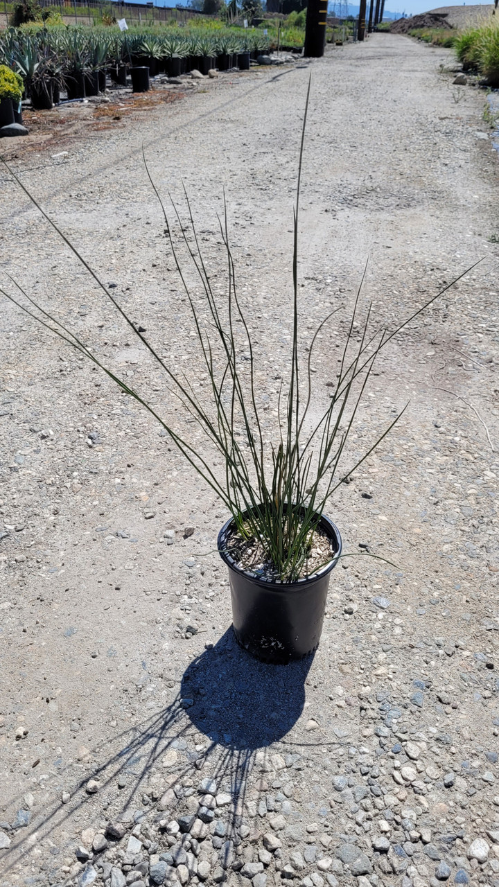 Juncus Balticus