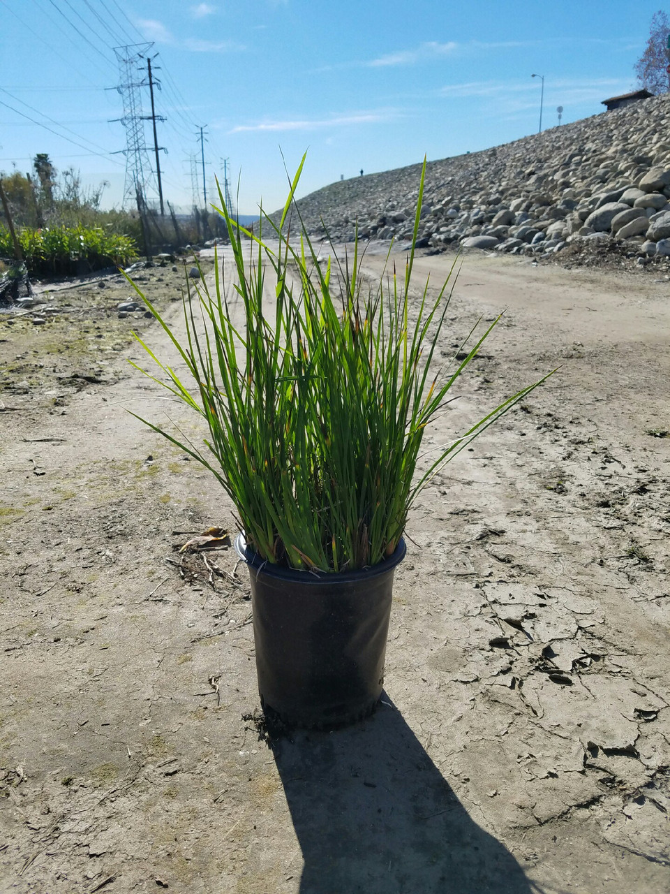 Juncus xiphioides (Iris-leaved Rush)