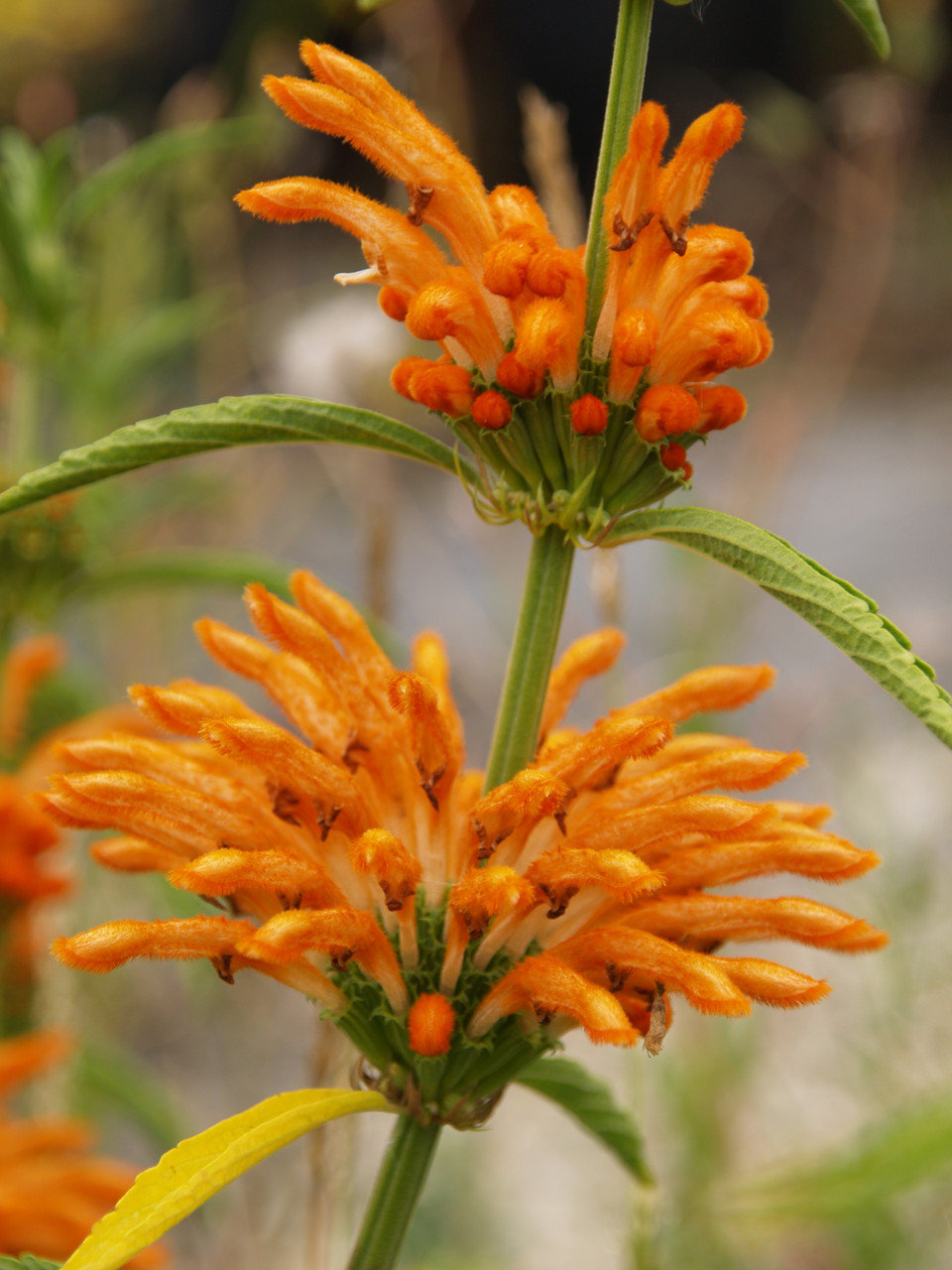 Leonotis leonurus (Lion’s Tail)