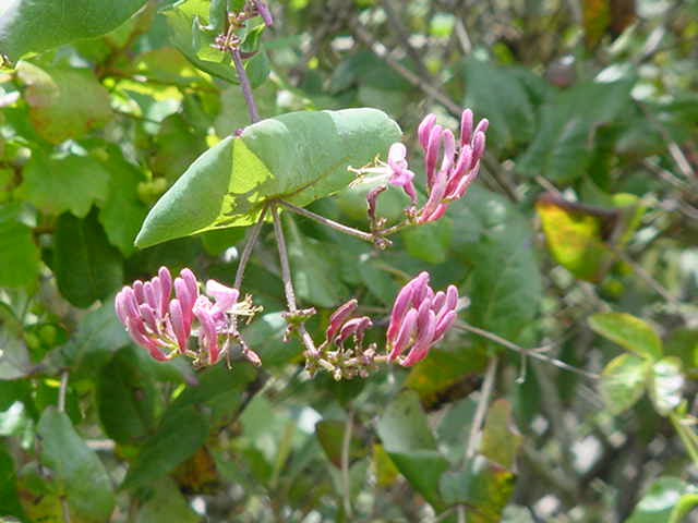 Lonicera hispidula var. vacillans (California Honeysuckle)