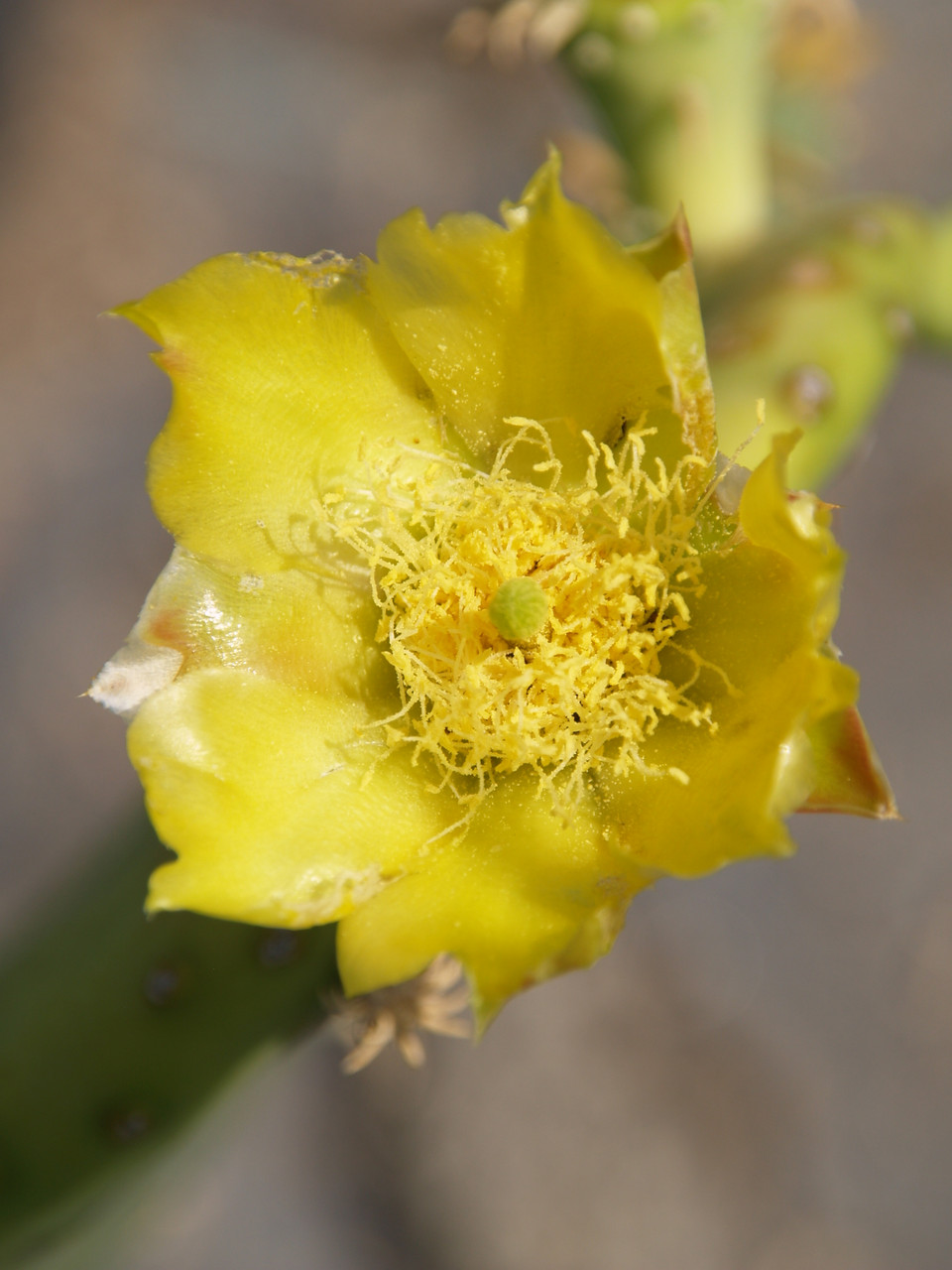 Opuntia cacanapa 'Ellisiana' (Spineless Prickly Pear)