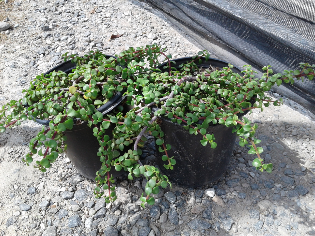 Portulacaria afra 'Prostrate Form' (Elephant Food - Prostrate Form)