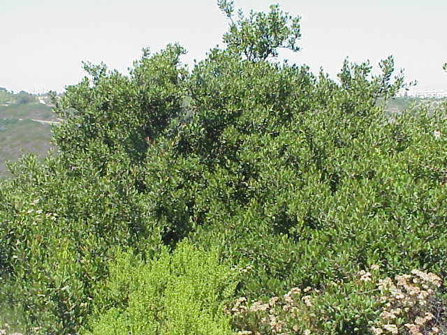 Rhus integrifolia (Lemonade Berry)