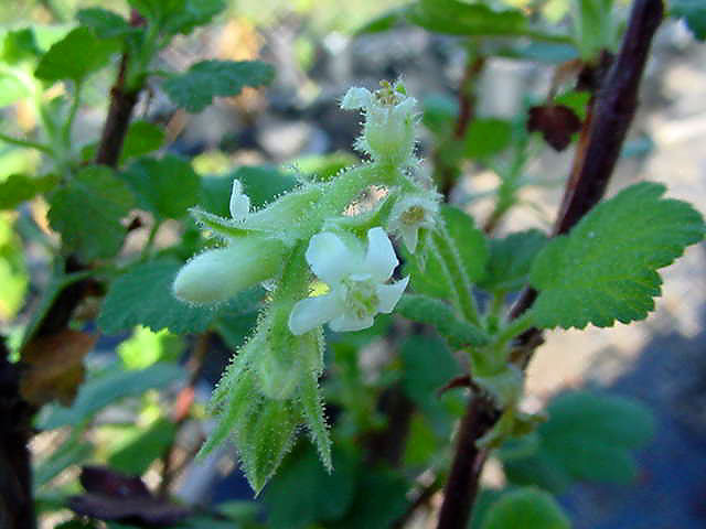 Ribes indecorum (White-Flowering Currant)