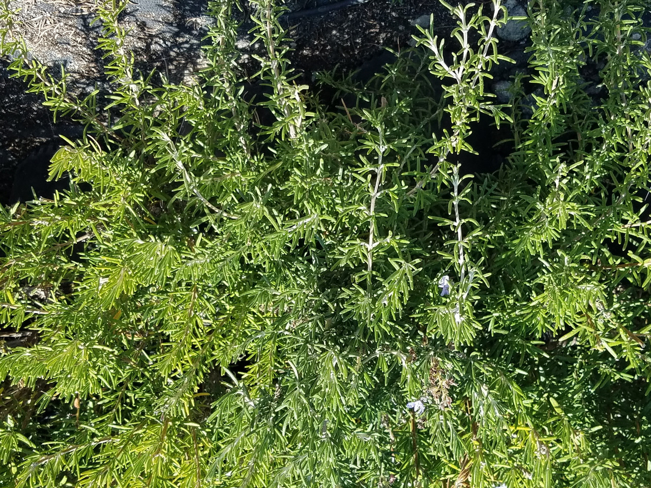 Rosmarinus officinalis 'Collingwood Ingram' (Semi-Prostrate Rosemary ...