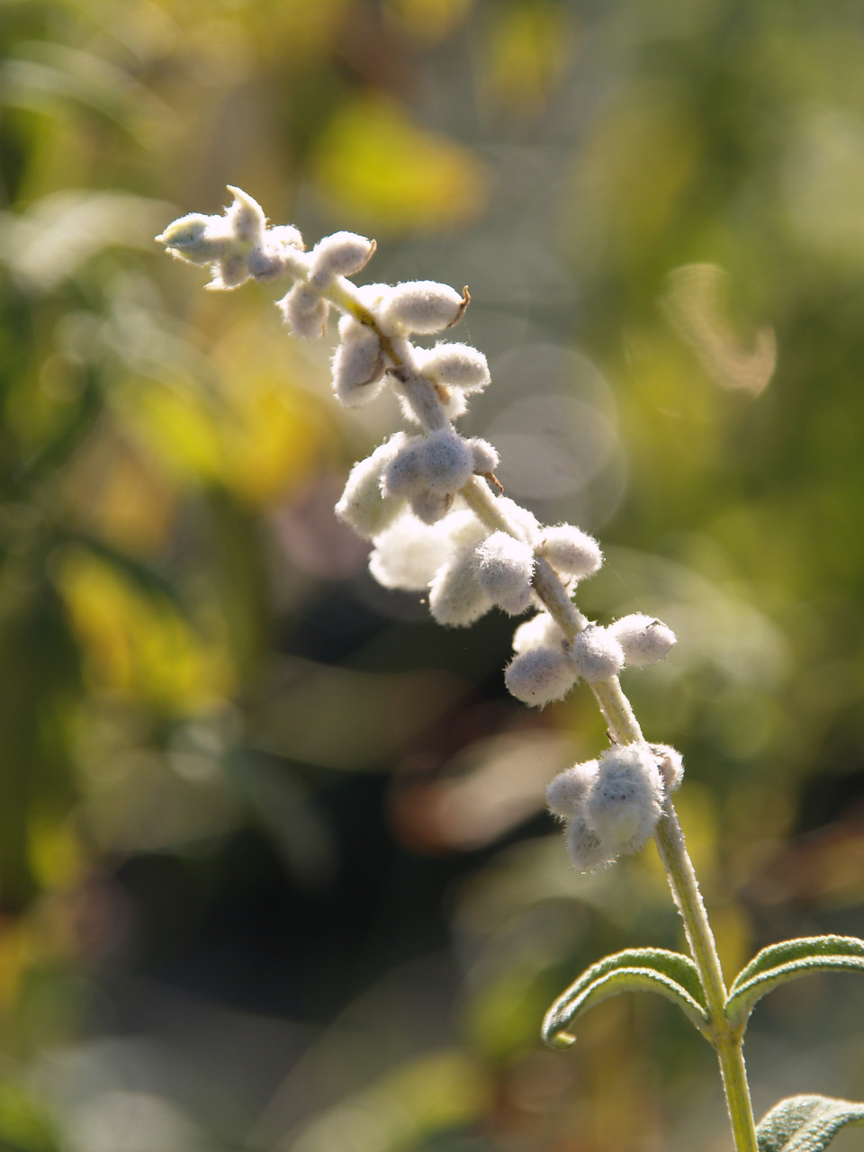 Salvia leucantha 'White Mischief' (Mexican Bush Sage Selection - White)