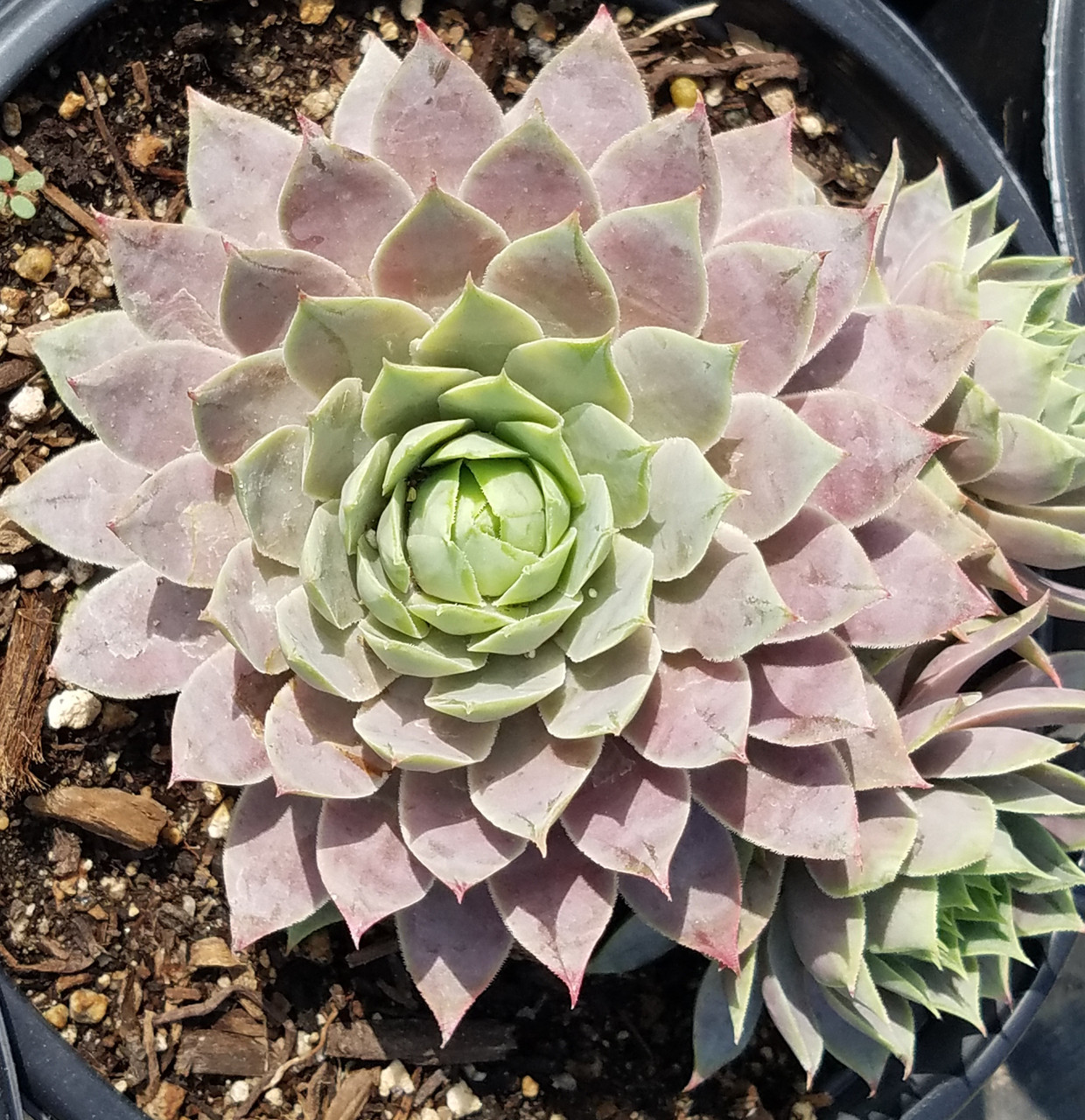 Sempervivum 'Lilac Time' (Hens and Chicks - Lilac)
