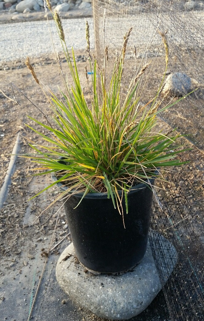 Sesleria 'Greenlee' (Moor Grass Hybrid)