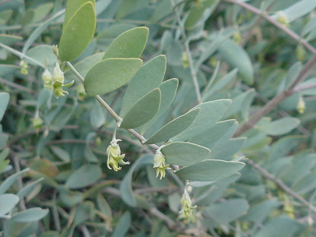 Simmondsia chinensis (Jojoba)