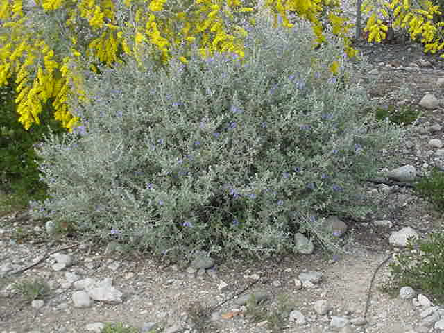 Teucrium fruticans ‘Azureum’ (Bush Germander Selection)