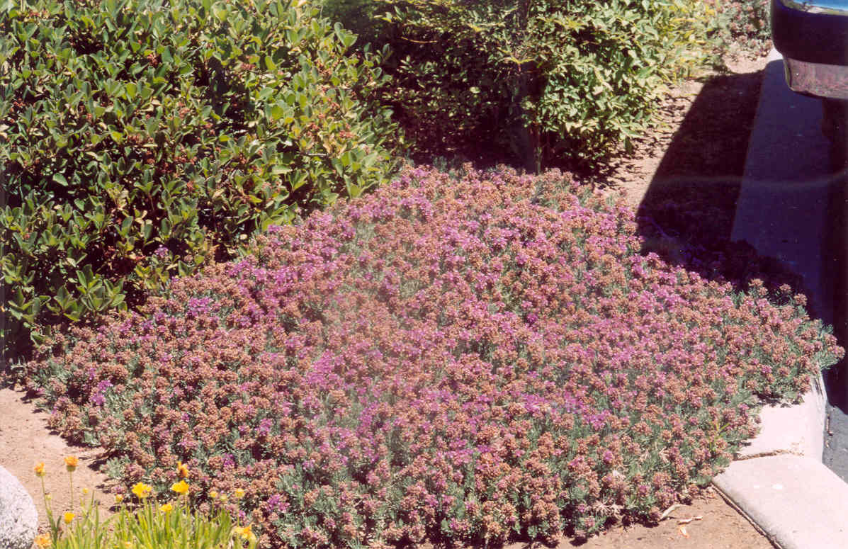Teucrium majoricum (Fruity Germander)