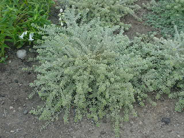 Westringia fruticosa ‘Morning Light’ (Variegated Australian Rosemary)