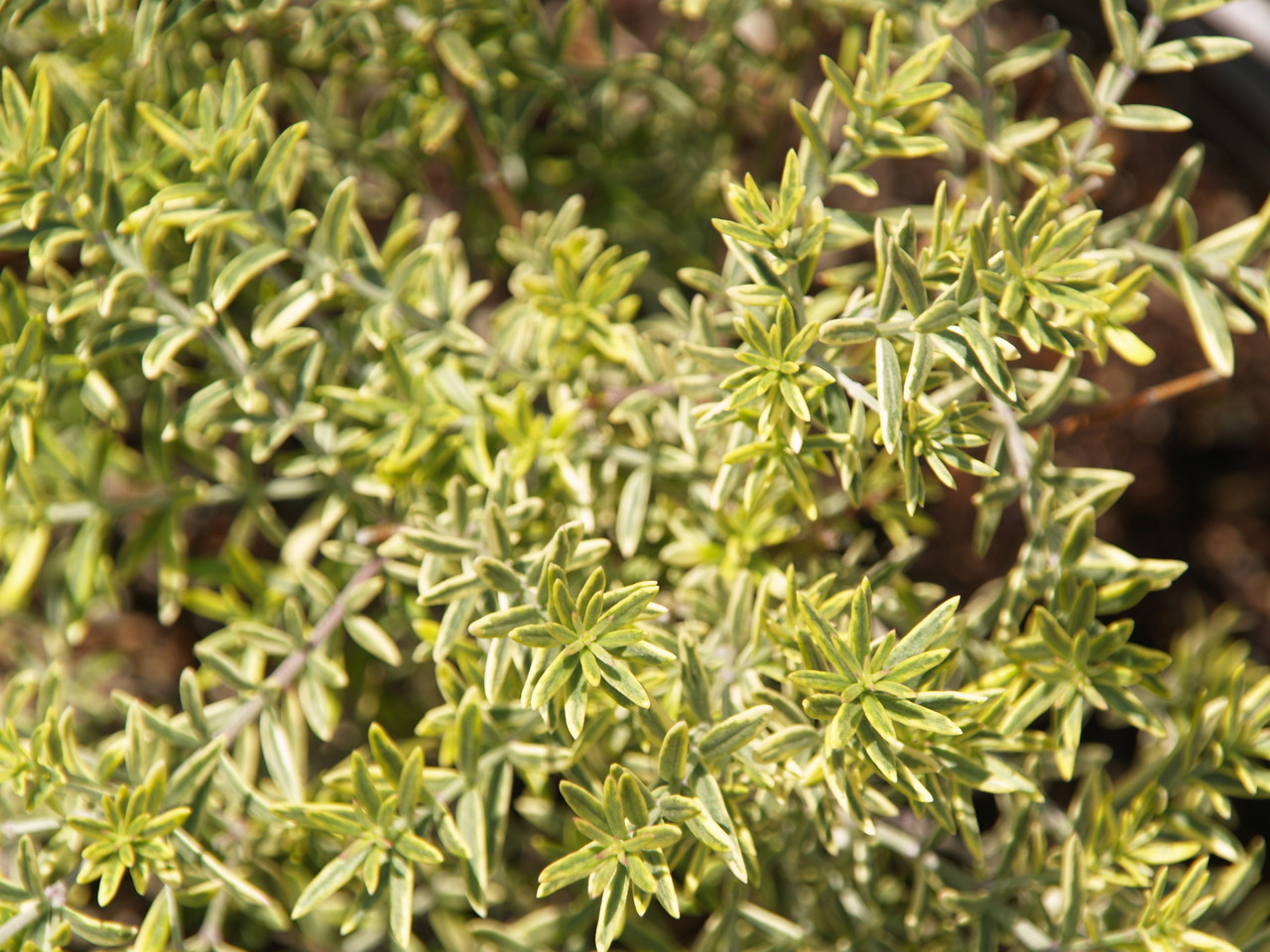 Westringia 'Wynyabbie Highlight' (Australian Rosemary - Bush Variegated)