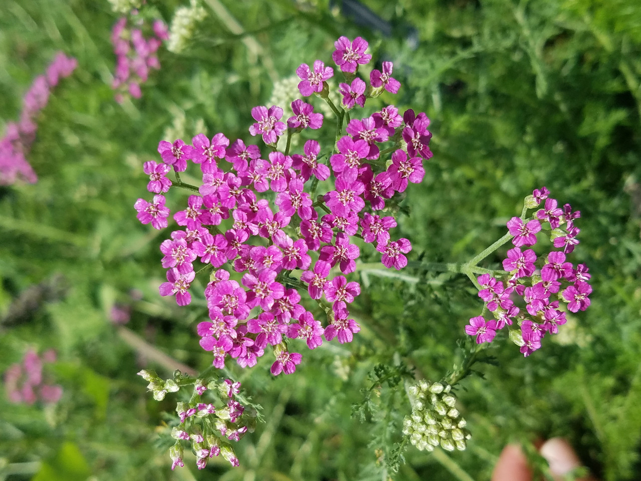 Achillea millefolium 'Cerise Queen' (Common Yarrow - Cerise)