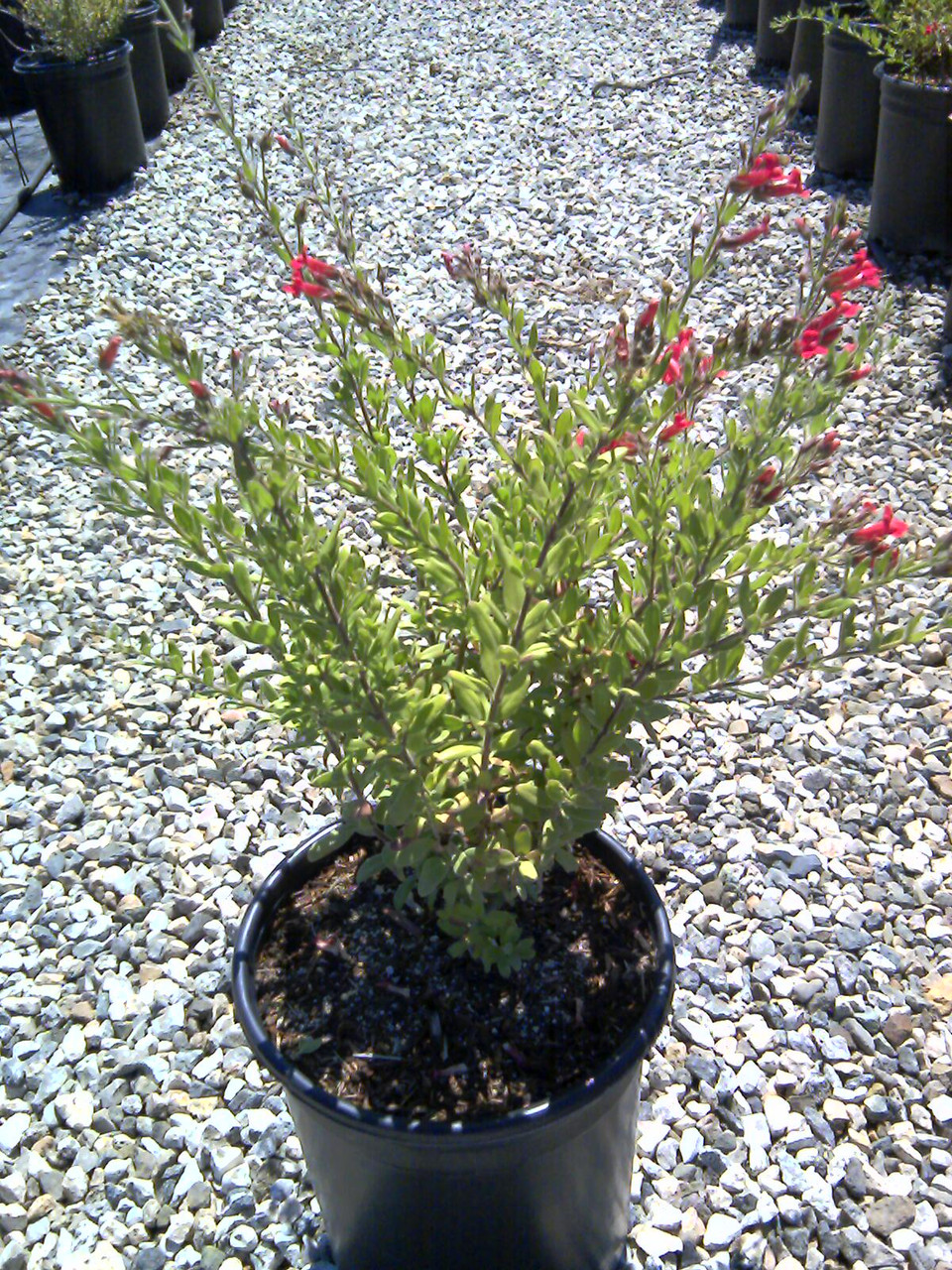 Galvezia speciosa 'Firecracker' (Gambelia) (Island Bush Snapdragon ...