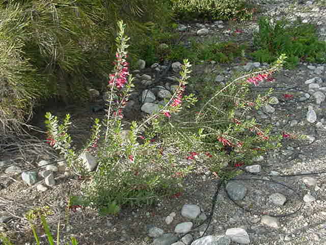 Eremophila maculata (Spotted Emu Bush)