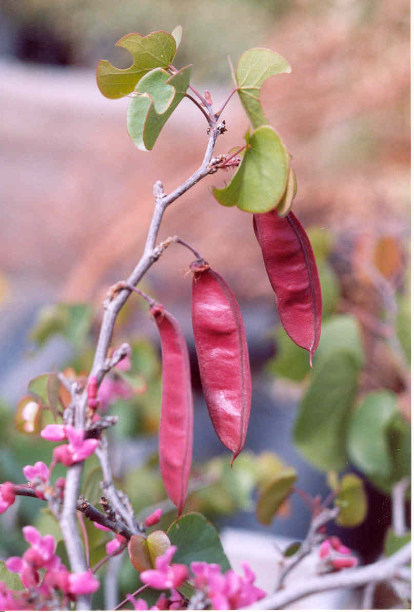 Cercis occidentalis (Western Redbud)